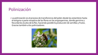 Polinización ..... | PPTX