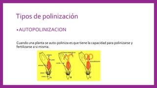 Polinización ..... | PPTX