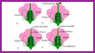 Polinización ..... | PPTX