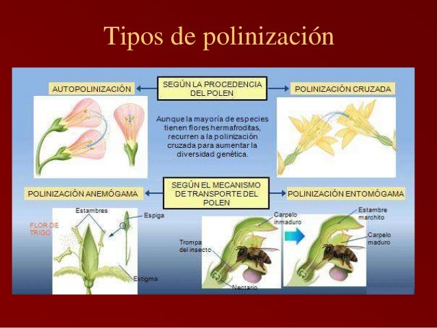 Polinizacion