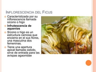 Polinizaciones especializadas (el higo y la yuca) | PPTX