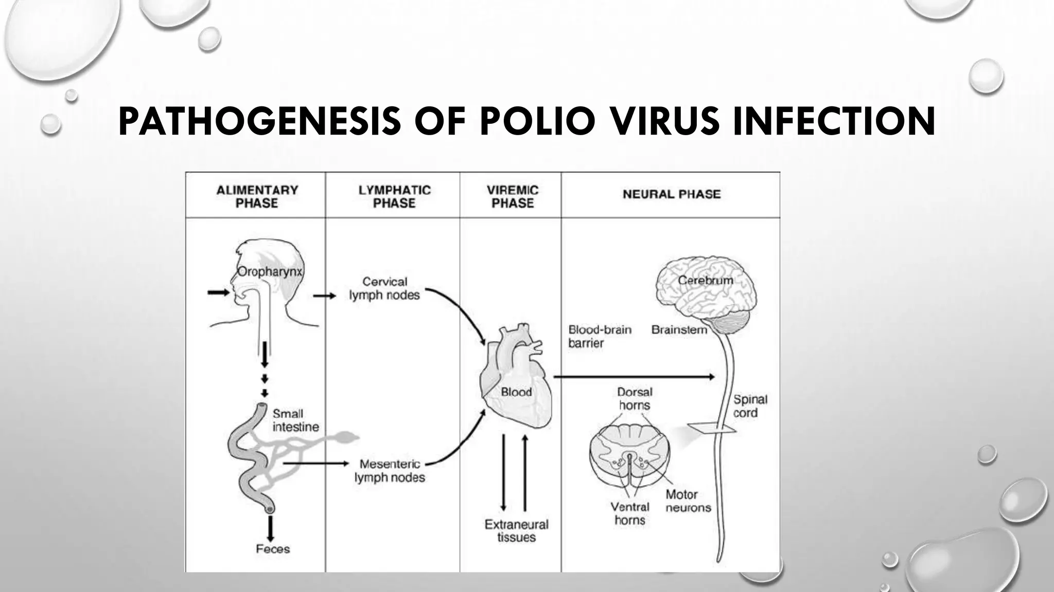 Polio revision notes | PDF