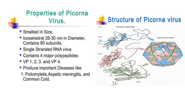 Picorna virus infection- Poliomyelitis.pptx