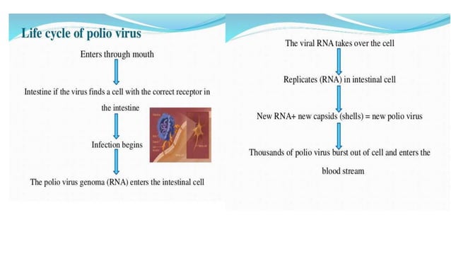 Picorna virus infection- Poliomyelitis.pptx