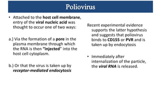 Polio pp | PPTX