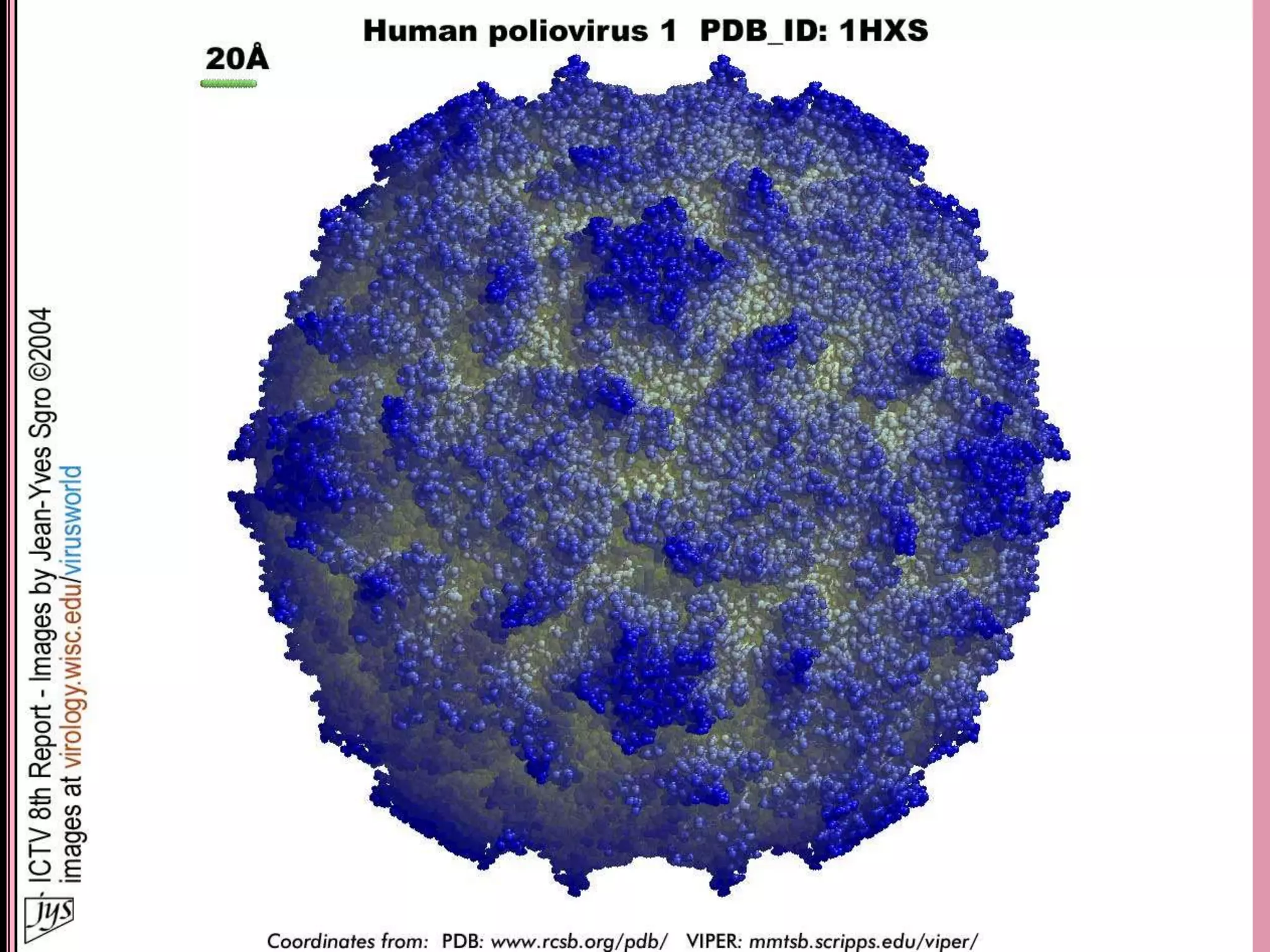 Poliovirus | PPTX