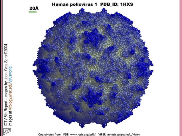 Poliovirus | PPTX