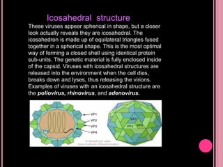 Poliovirus Structure