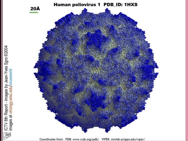 Poliovirus Structure