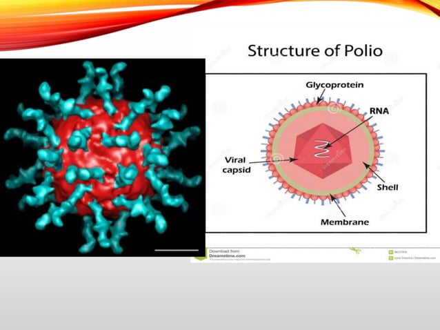 poliovirus-190801072449. pptx | PPTX | Infectious Diseases | Diseases ...