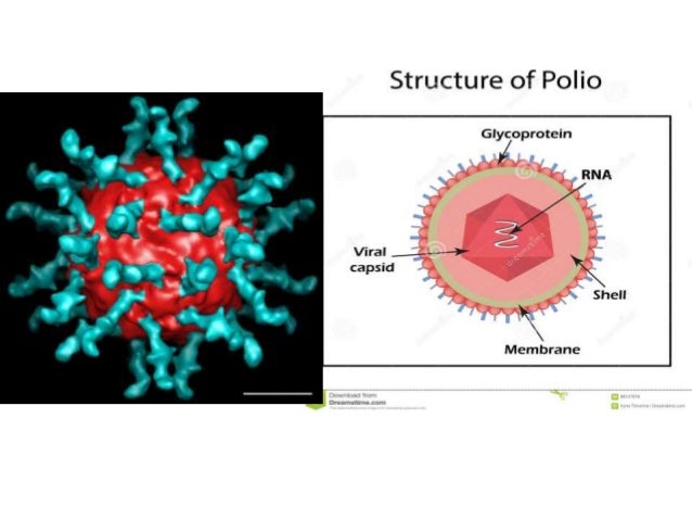 Poliovirus Structure