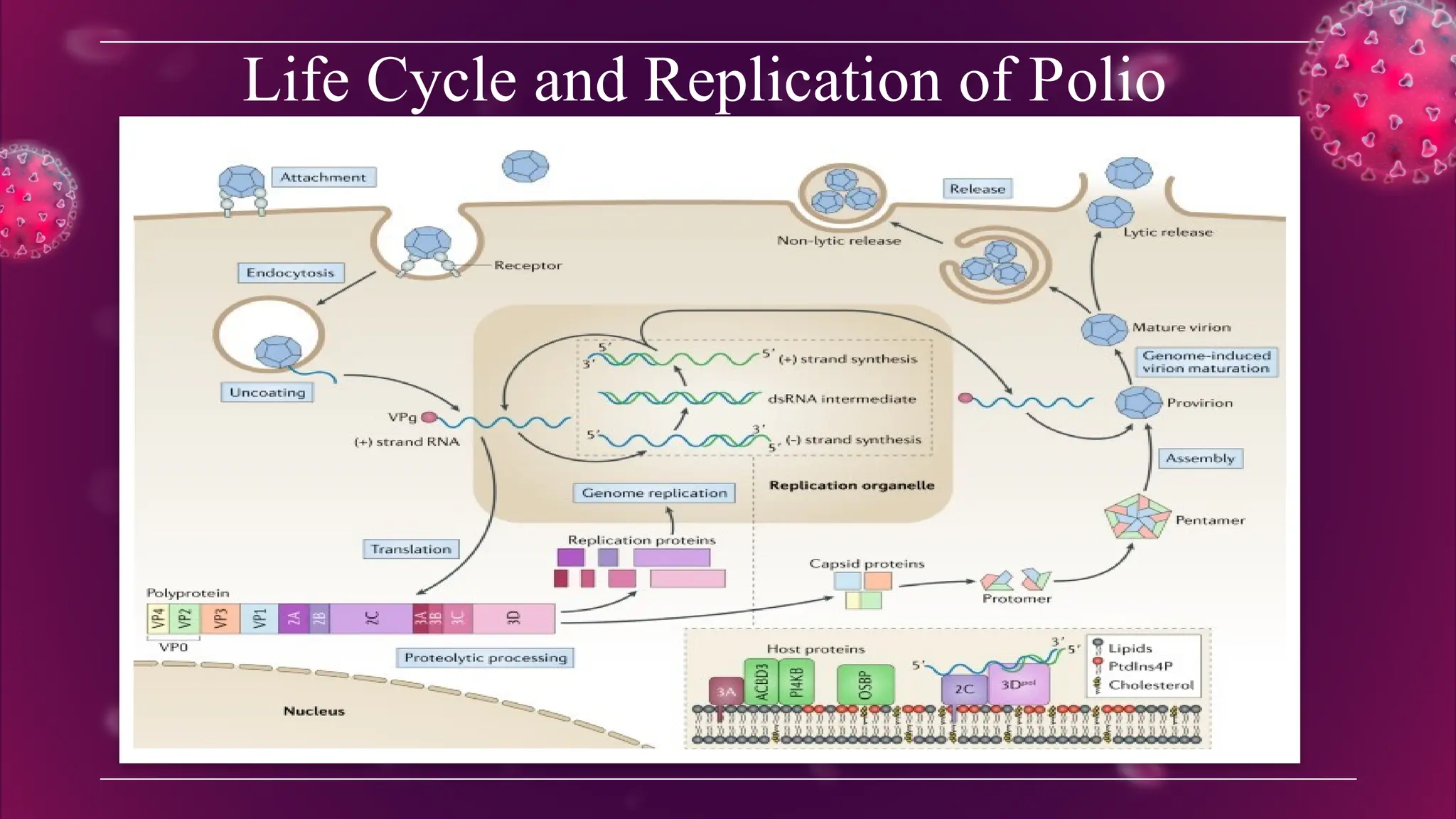 the presentation on polio virus life cycle and replication.pptx