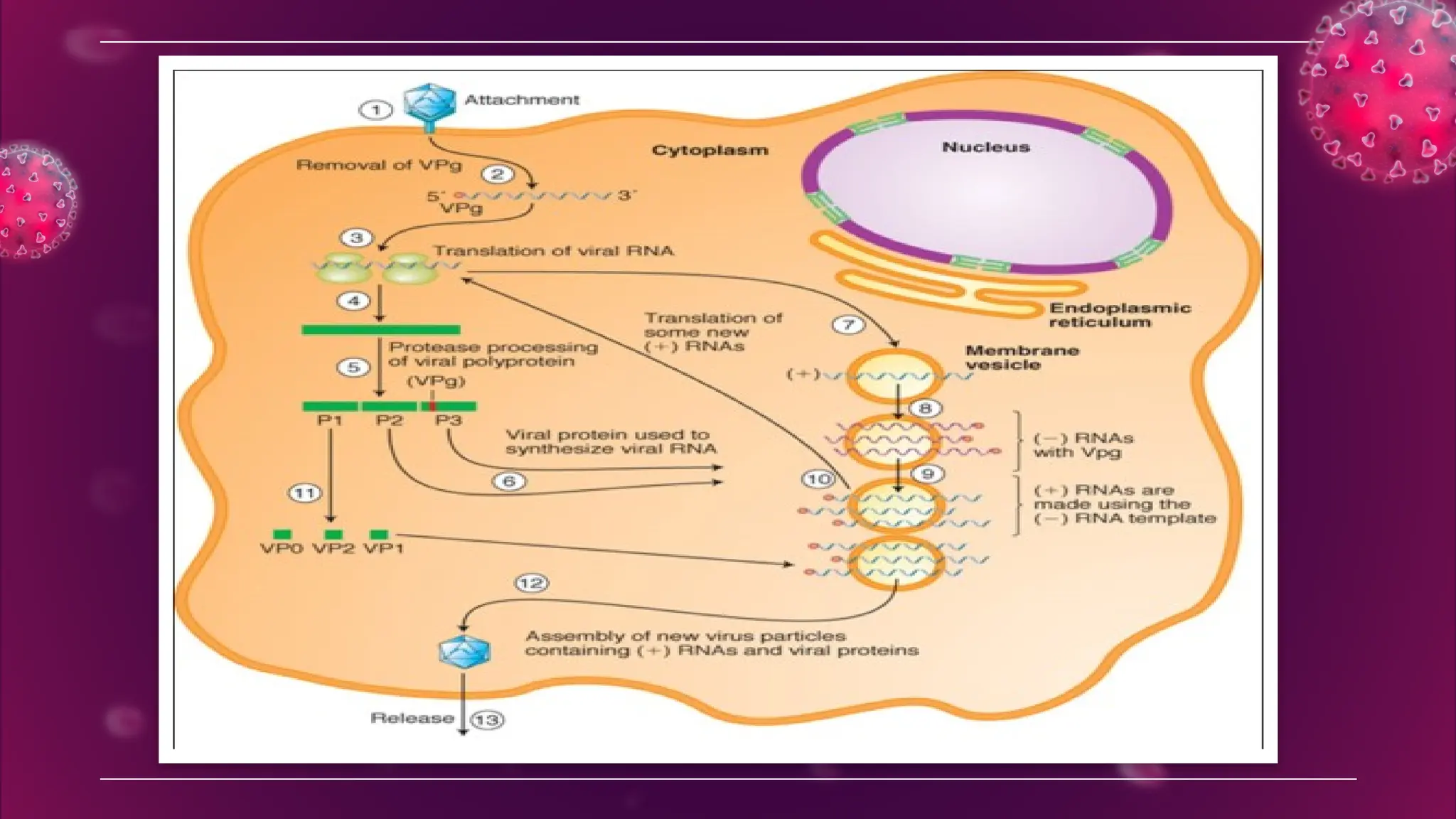 the presentation on polio virus life cycle and replication.pptx