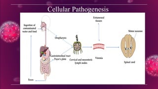 the presentation on polio virus life cycle and replication.pptx
