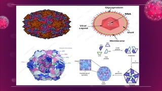 the presentation on polio virus life cycle and replication.pptx