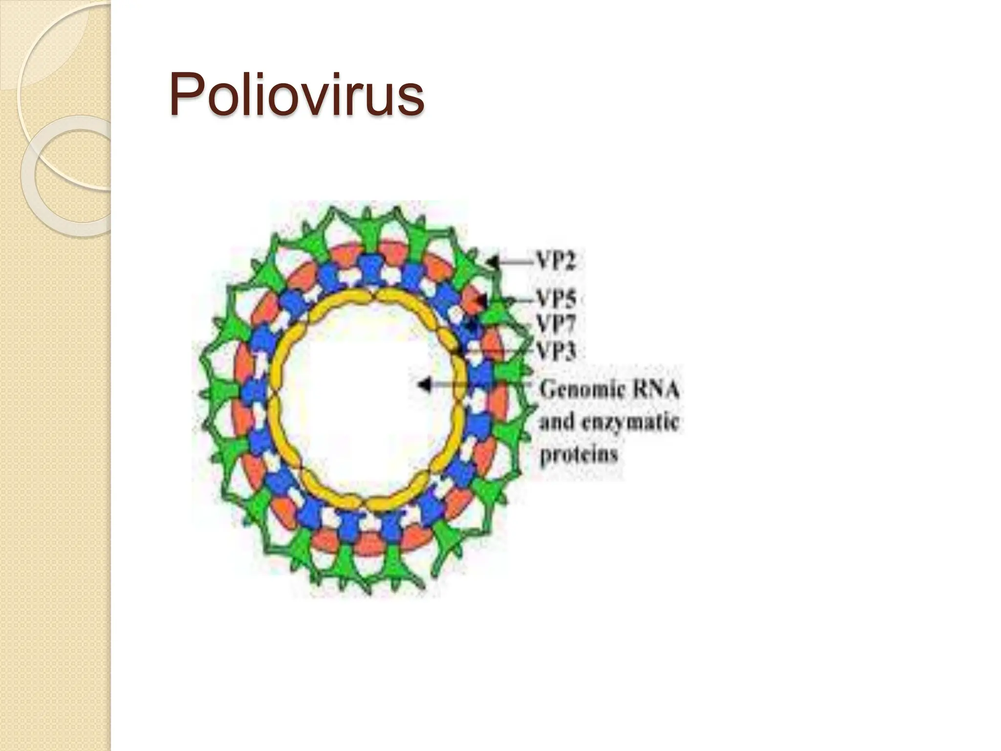 Polio viruses and polio immunisation ppt by Dr Prince C P | PPT | Free ...