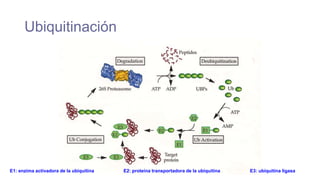 Polipeptidos | PPTX