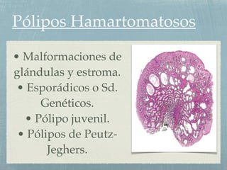 Pólipos de Colon y Recto | PDF