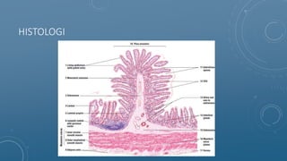 Polip pada Usus Halus.pptx