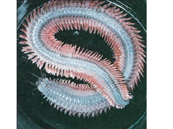 Poliquetos, polychaeta