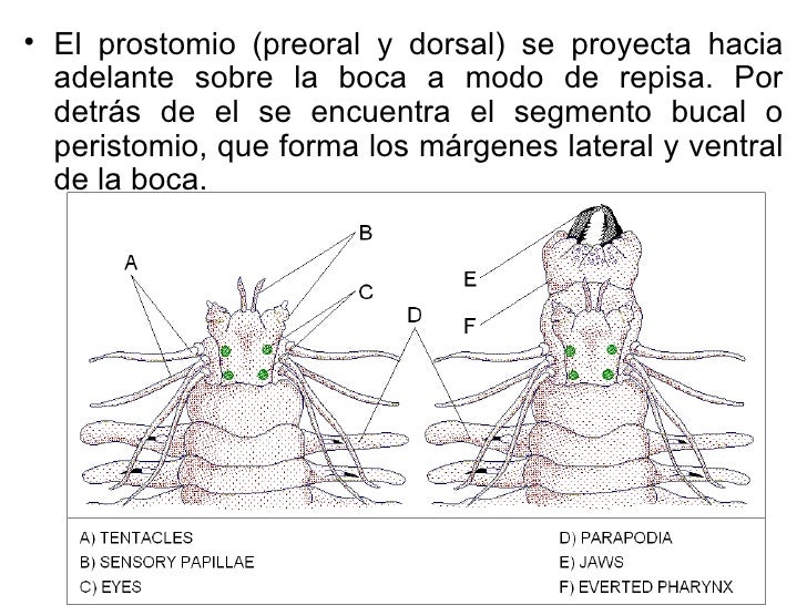 Poliquetos, polychaeta