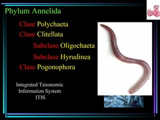 Poliquetos lab | PPT