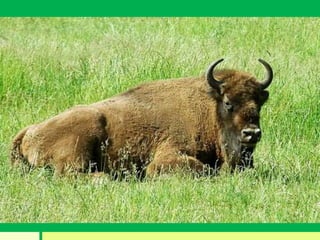 Polish fauna flora | PPT