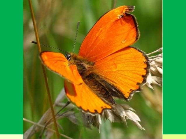 Polish fauna flora | PPT