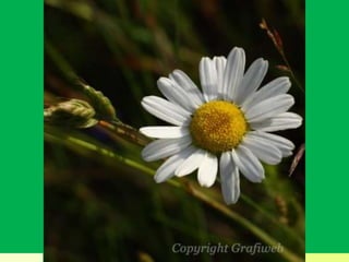 Polish fauna flora | PPT