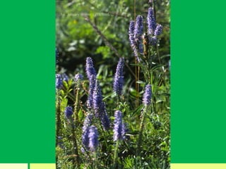 Polish fauna flora | PPT