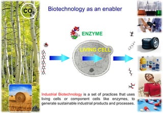 Industrial Biotechnology-a Key to Bioeconomy | PDF