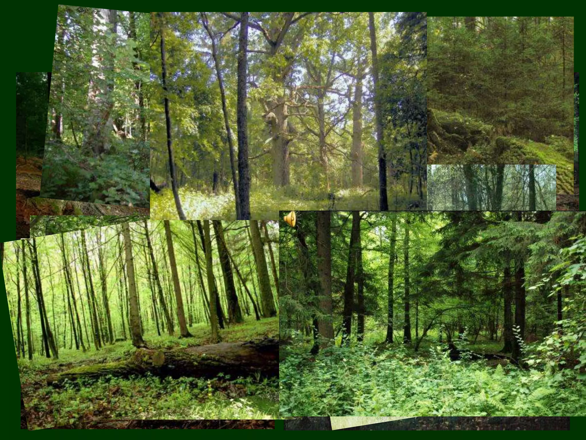 Polish forests | PPTX