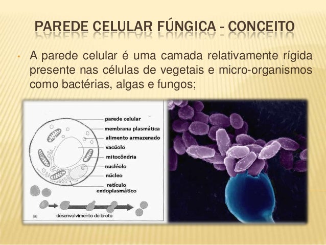 Diagrama Da Parede Celular Fungica