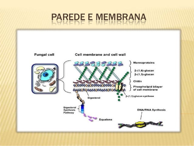 Diagrama Da Parede Celular Fungica