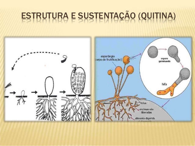 Diagrama Da Parede Celular Fungica