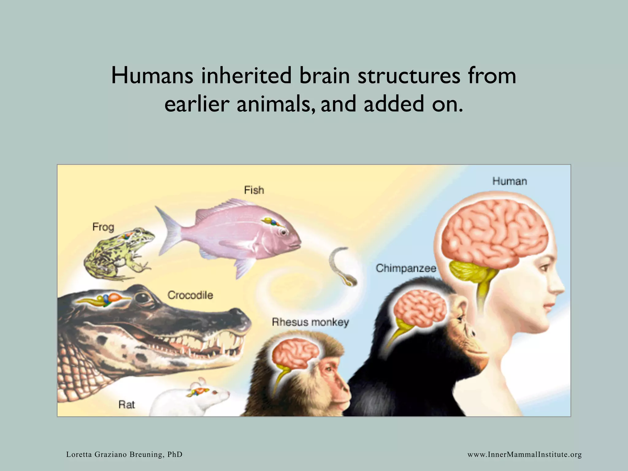 The Political Brain | PDF | Brain and Nervous System Disorders ...