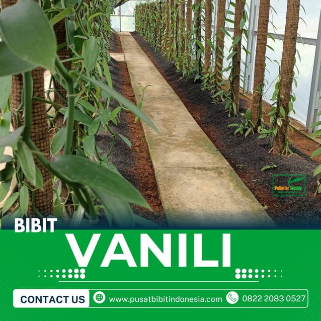 0822.2083.0527 (Tsel) Sentral Bibit Vanili Depok | PDF