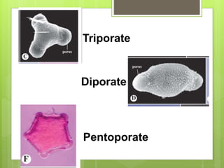 POLLEN APERTURE AND SYMMETRY (PLANT SYSTEMATICS 2nd Ed) | PPTX