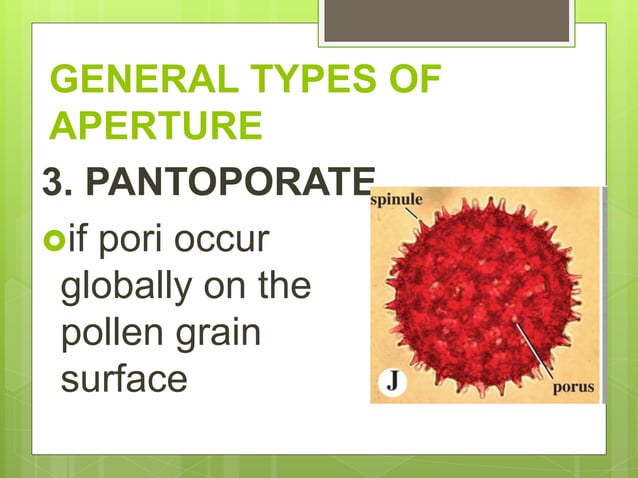 POLLEN APERTURE AND SYMMETRY (PLANT SYSTEMATICS 2nd Ed) | PPTX