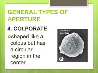 POLLEN APERTURE AND SYMMETRY (PLANT SYSTEMATICS 2nd Ed) | PPTX