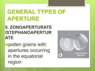 POLLEN APERTURE AND SYMMETRY (PLANT SYSTEMATICS 2nd Ed) | PPTX