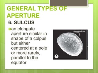 POLLEN APERTURE AND SYMMETRY (PLANT SYSTEMATICS 2nd Ed) | PPTX