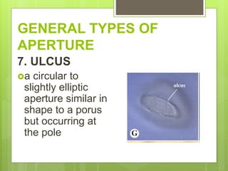 POLLEN APERTURE AND SYMMETRY (PLANT SYSTEMATICS 2nd Ed) | PPTX