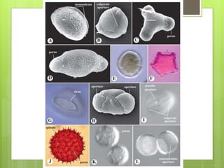 POLLEN APERTURE AND SYMMETRY (PLANT SYSTEMATICS 2nd Ed) | PPTX