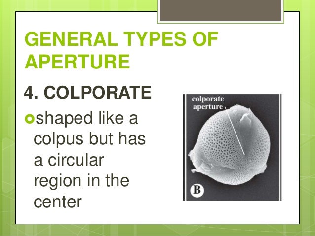 POLLEN APERTURE AND SYMMETRY (PLANT SYSTEMATICS 2nd Ed)