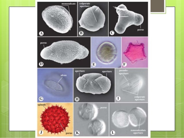 POLLEN APERTURE AND SYMMETRY (PLANT SYSTEMATICS 2nd Ed)
