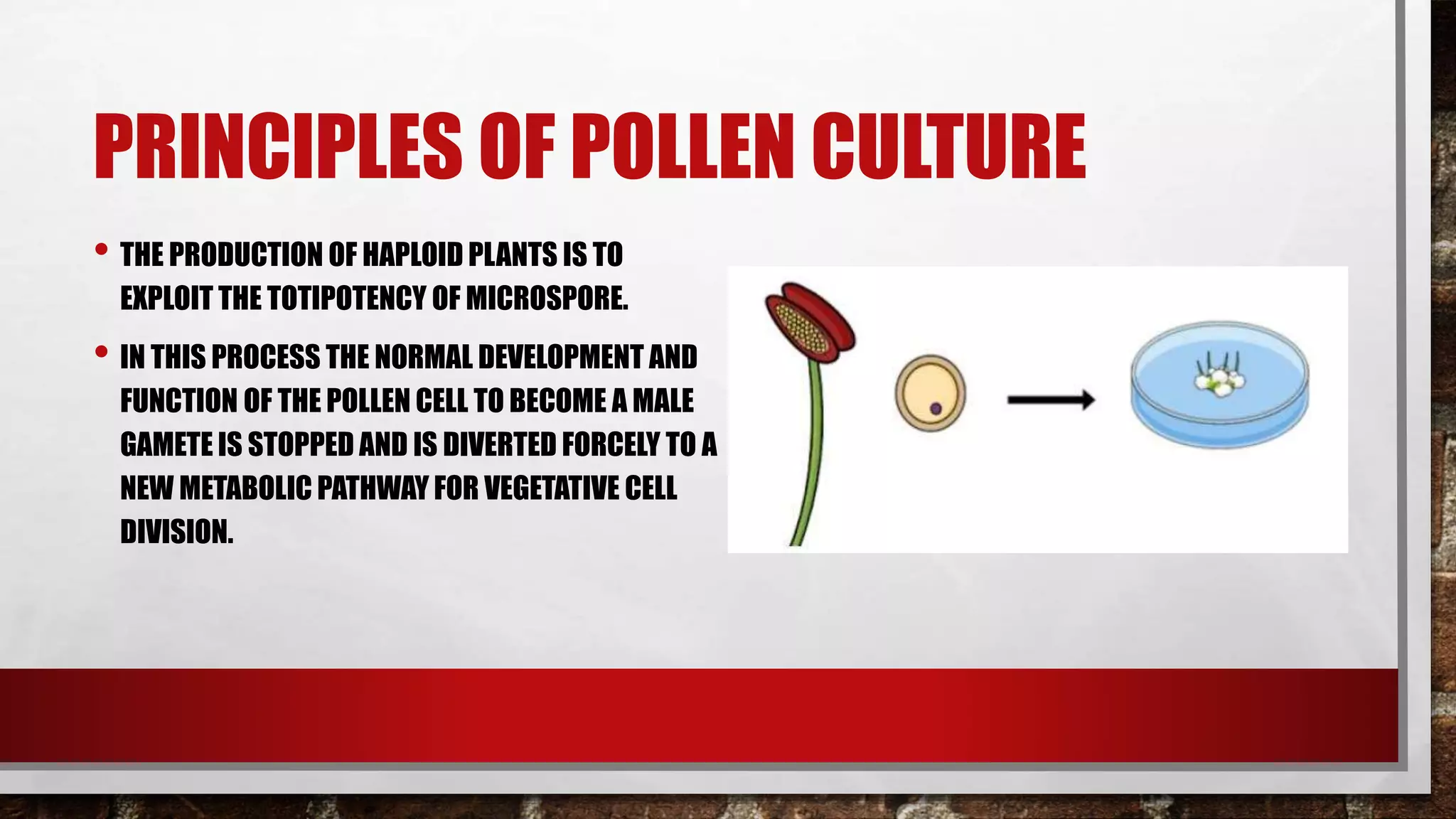 Pollen Culture.pptx