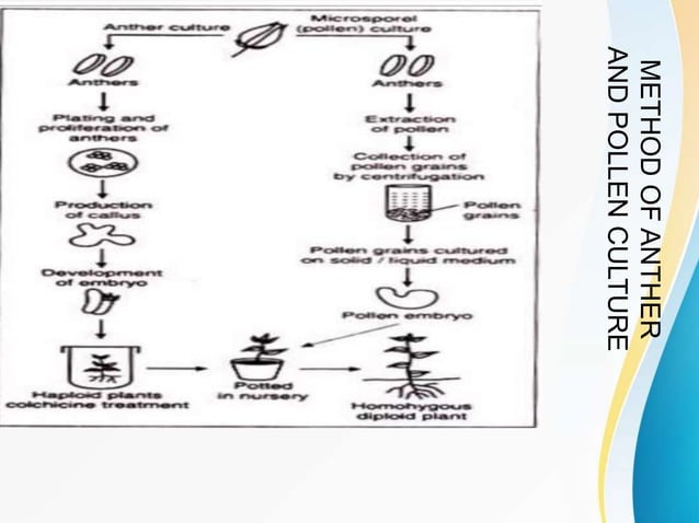 Pollen culture/Anther culture,Haploids.ppt