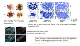 Pollen development at high temperature | PPT
