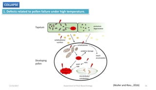 Pollen development at high temperature | PPT